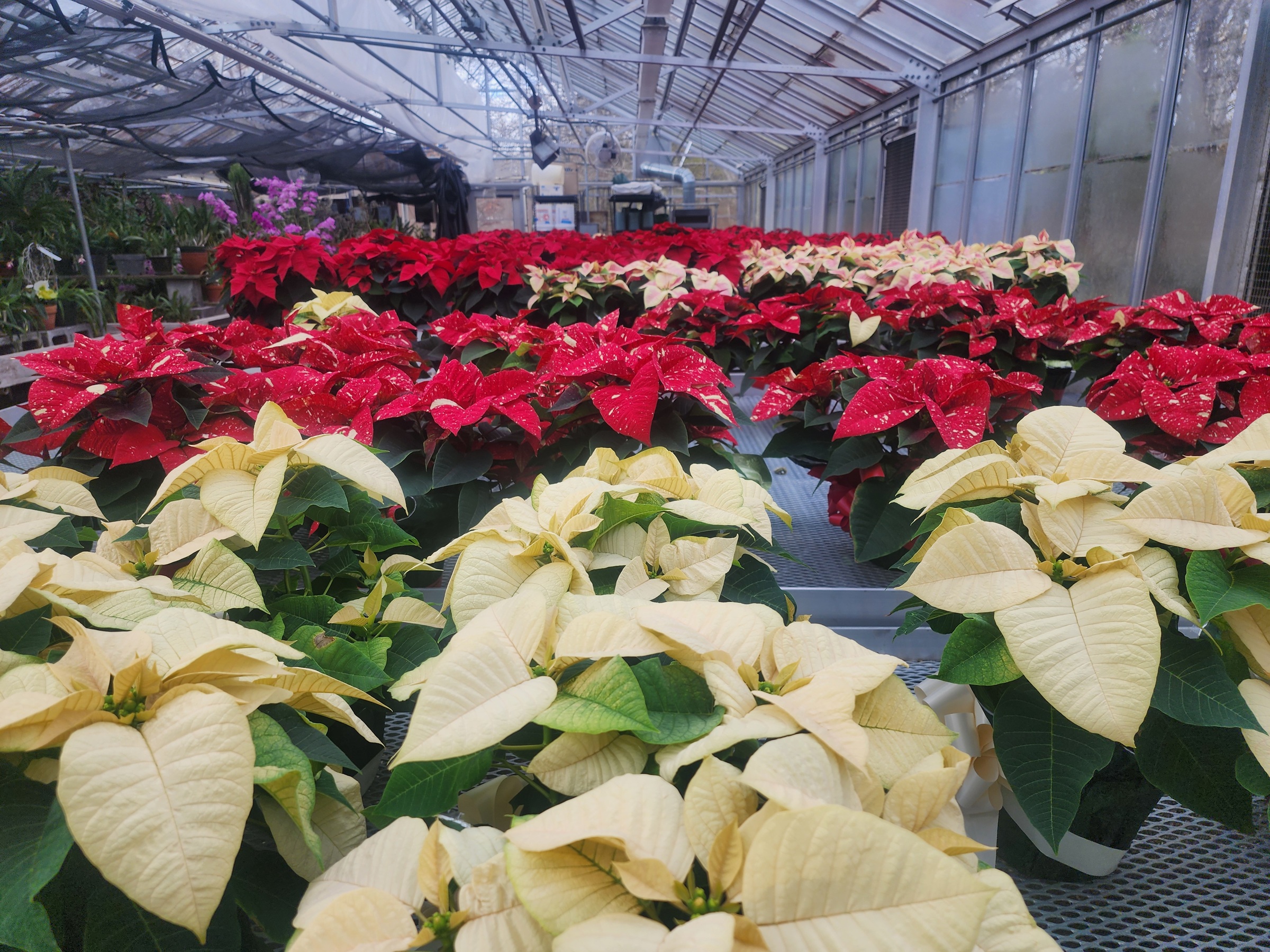 Arboretum's day-to-day operation depends on plant sales - News from ...